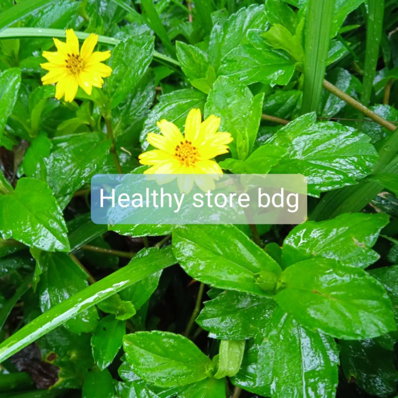Jual Daun seruni tusuk konde atau daun Wedelidia segar 1kg | Shopee ...