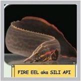 Jual sili Api/fire Eel/air tawar | Shopee Indonesia
