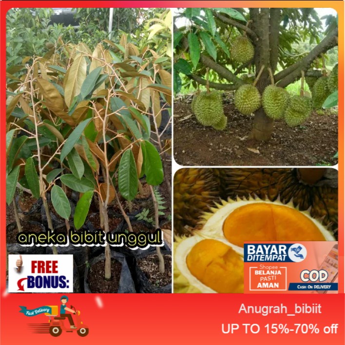 Jual bibit buah durian tembaga okulasi super | Shopee Indonesia
