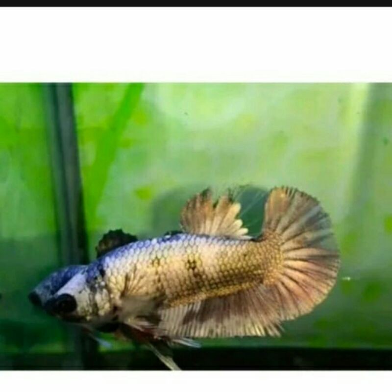 Jual avatar cooper gold female | Shopee Indonesia