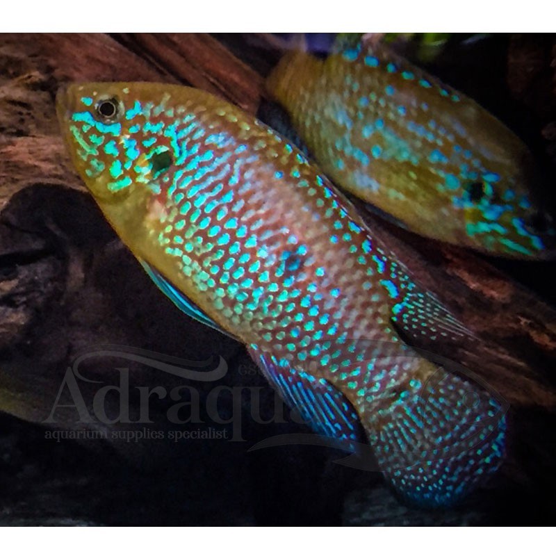 Jual (INSTANT BANDUNG) IKAN HIAS BLUE JEWEL AFRICAN JEWELFISH CICHLID ...