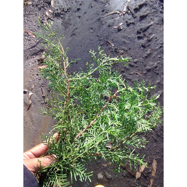 Jual Daun cemara segar 1 kg (COD) | Shopee Indonesia