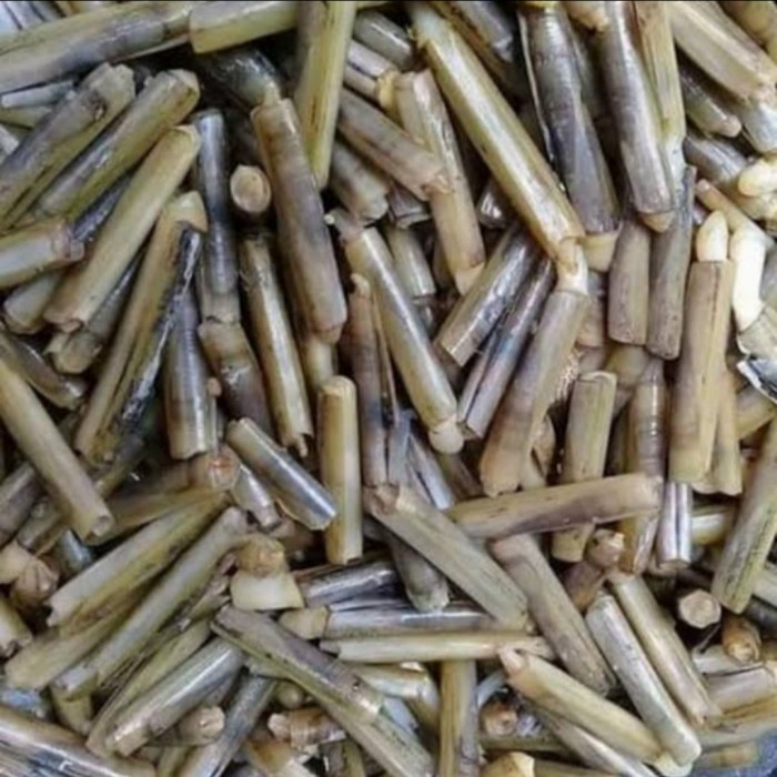 Jual Kerang Bambu Segar Fresh | Shopee Indonesia