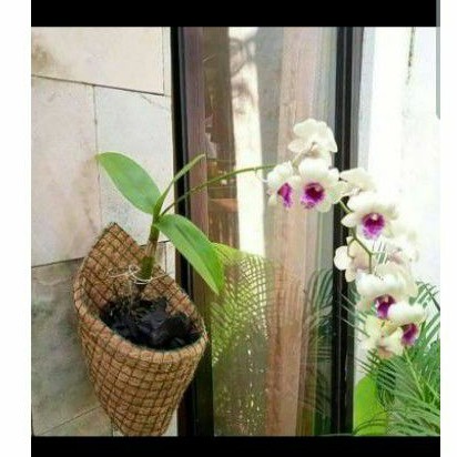 Jual POT TANAMAN POT BUNGA ANGGREK TEMPEL DINDING KERUCUT SERABUT ...