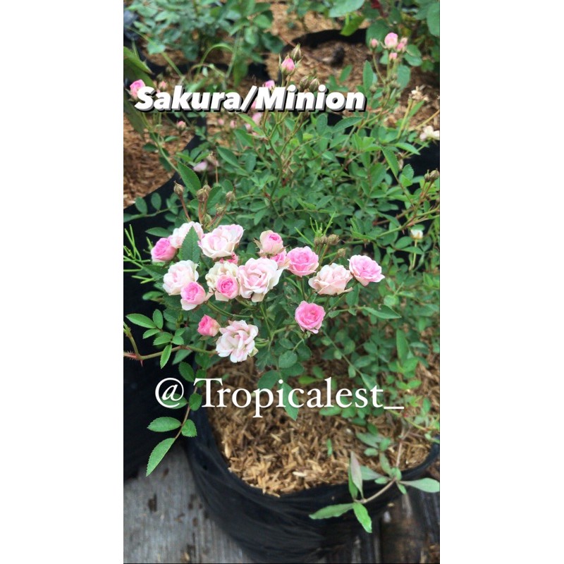 Jual Mawar Sakura/Jepang/Baby Rose/Minion | Shopee Indonesia