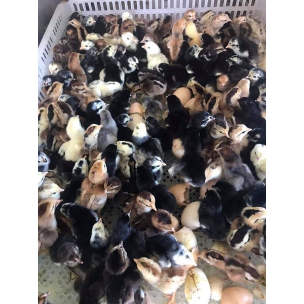 Jual 100 Ekor DOC KUB Bibit Anak Ayam Kampung Unggul Balitbangtan ...