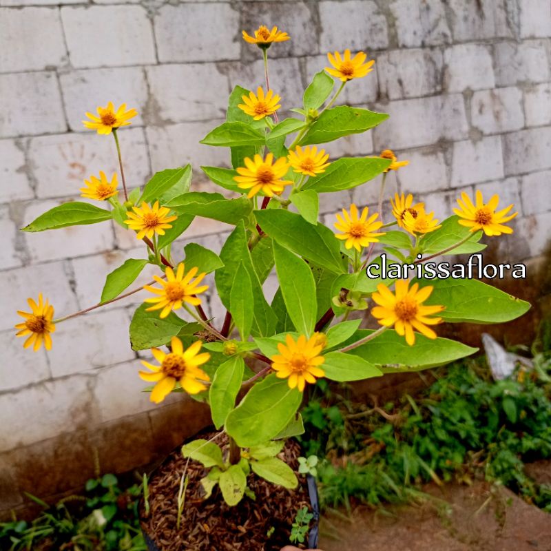 Jual POHON BUNGA MATAHARI KECIL - MATAHARI MINI - TANAMAN BUNGA ...