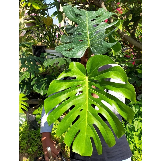 Jual monstera king | Shopee Indonesia