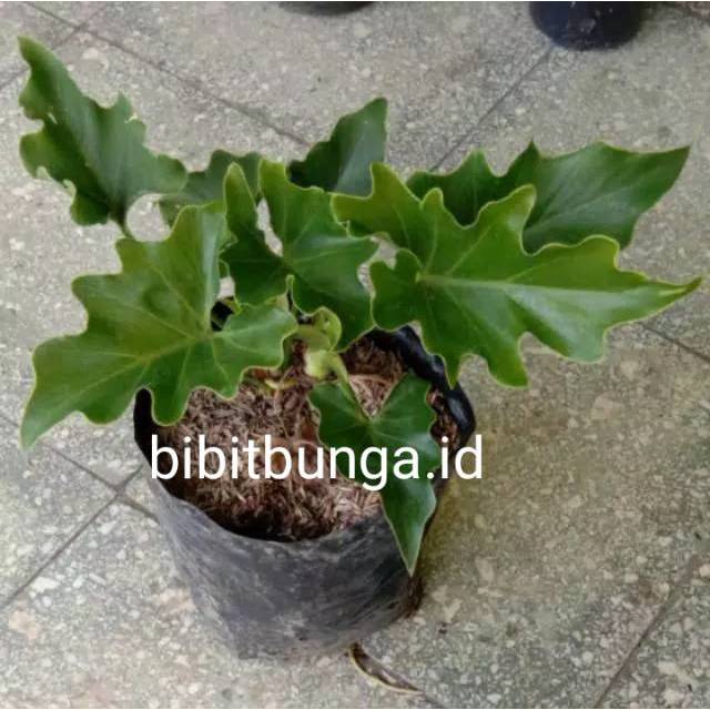 Jual Philodendron selloum / bibit tanaman hias bunga philo filo philo ...