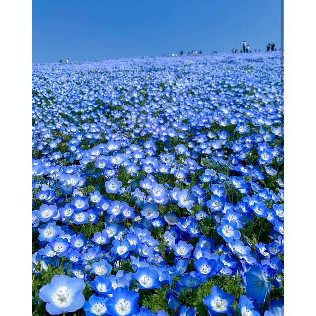 Jual Kedai Benih Bibit Bunga Baby Blues Nemophlia ~ 2 Biji | Shopee ...