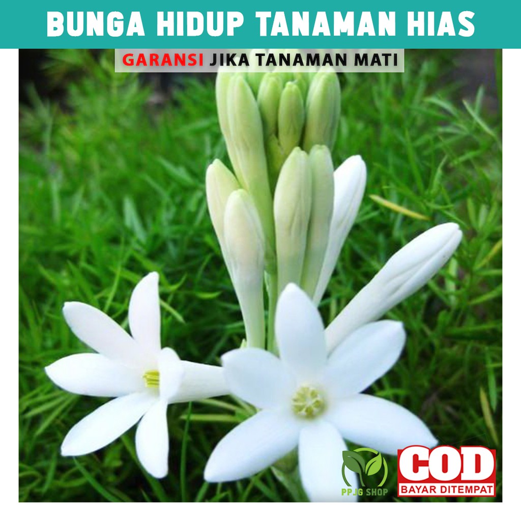 Jual Bunga Hidup Tanaman Hias Sedap Malam Hiasan Taman | Shopee Indonesia