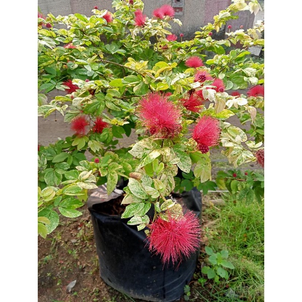 Jual tanaman hias bunga Kaliandra Lusiana variegata (bunga merah ...