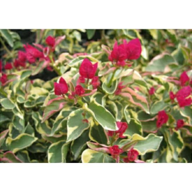 Jual Plp Tanaman Jadi !! Bibit Bougenville Variegata Merah | Shopee ...