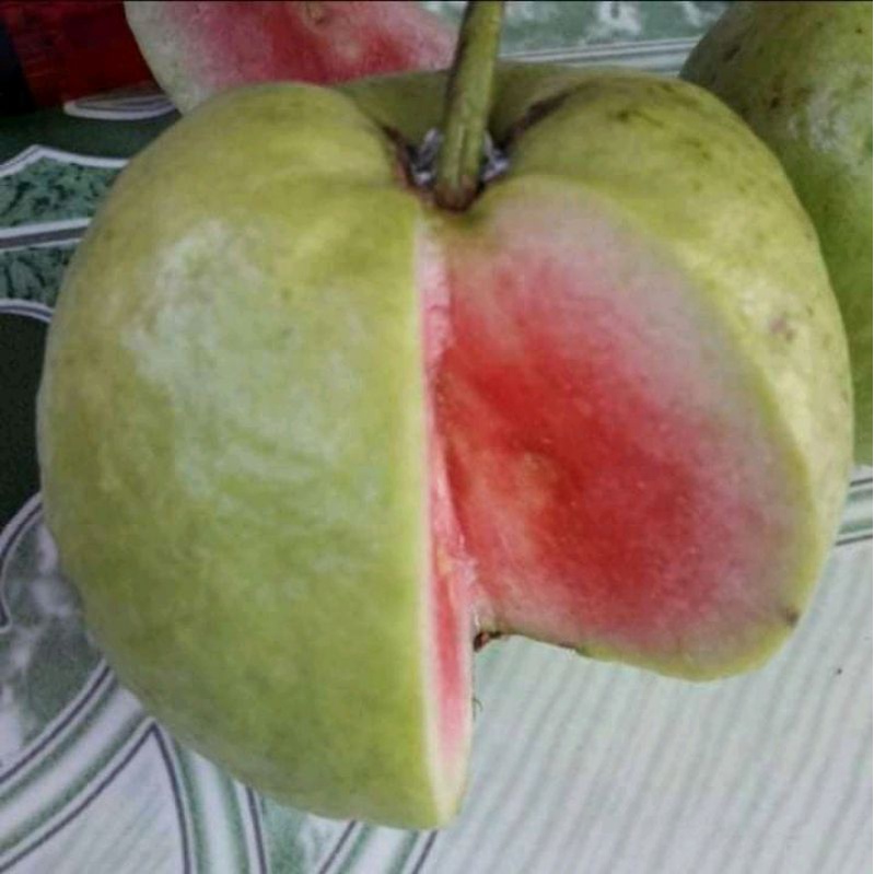 Jual potong cangkok jambu kristal merah/red diamond (jaminan valid ...