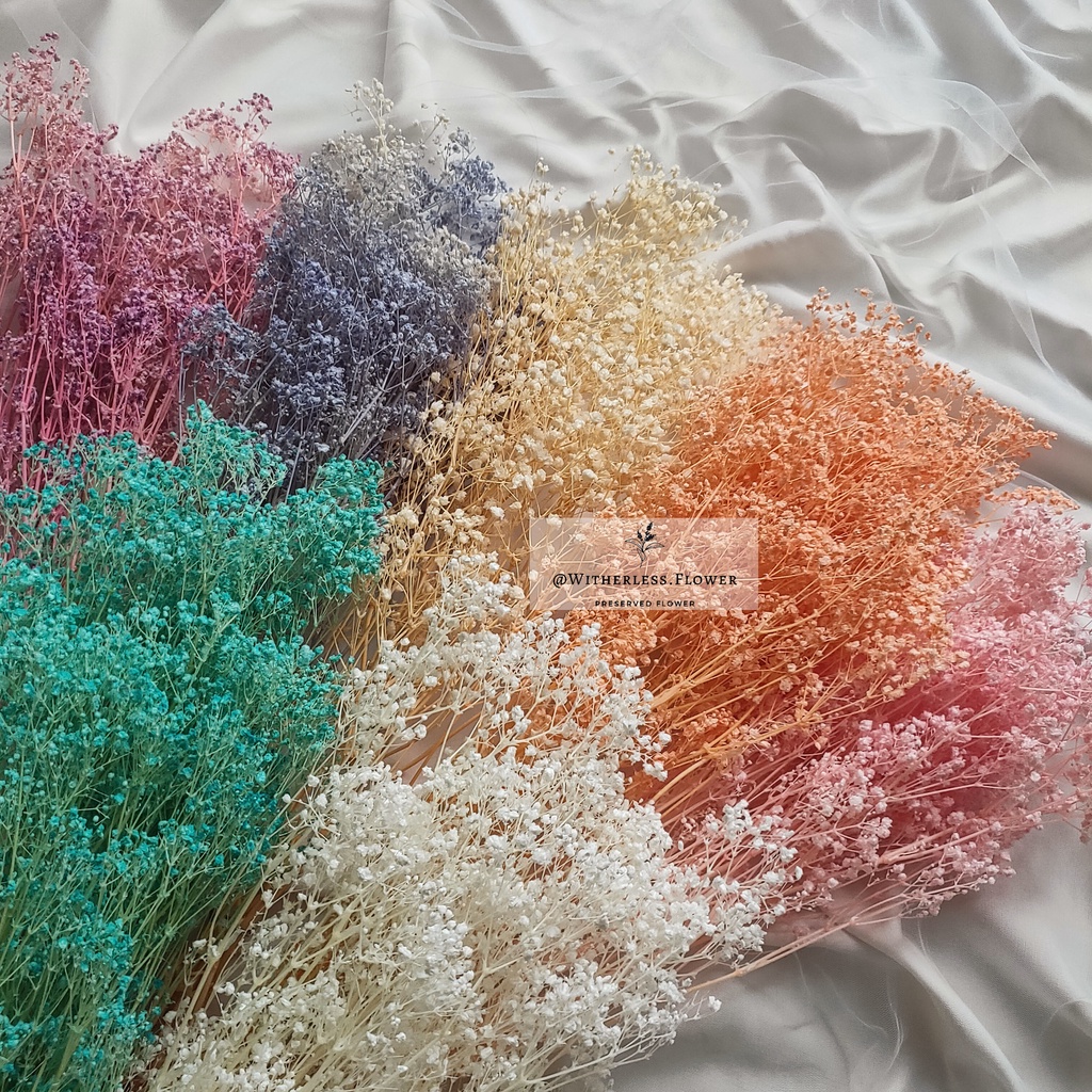 Jual 25 gr Preserved Bleach Baby Breath / Dried Flower Awetan / Bunga ...
