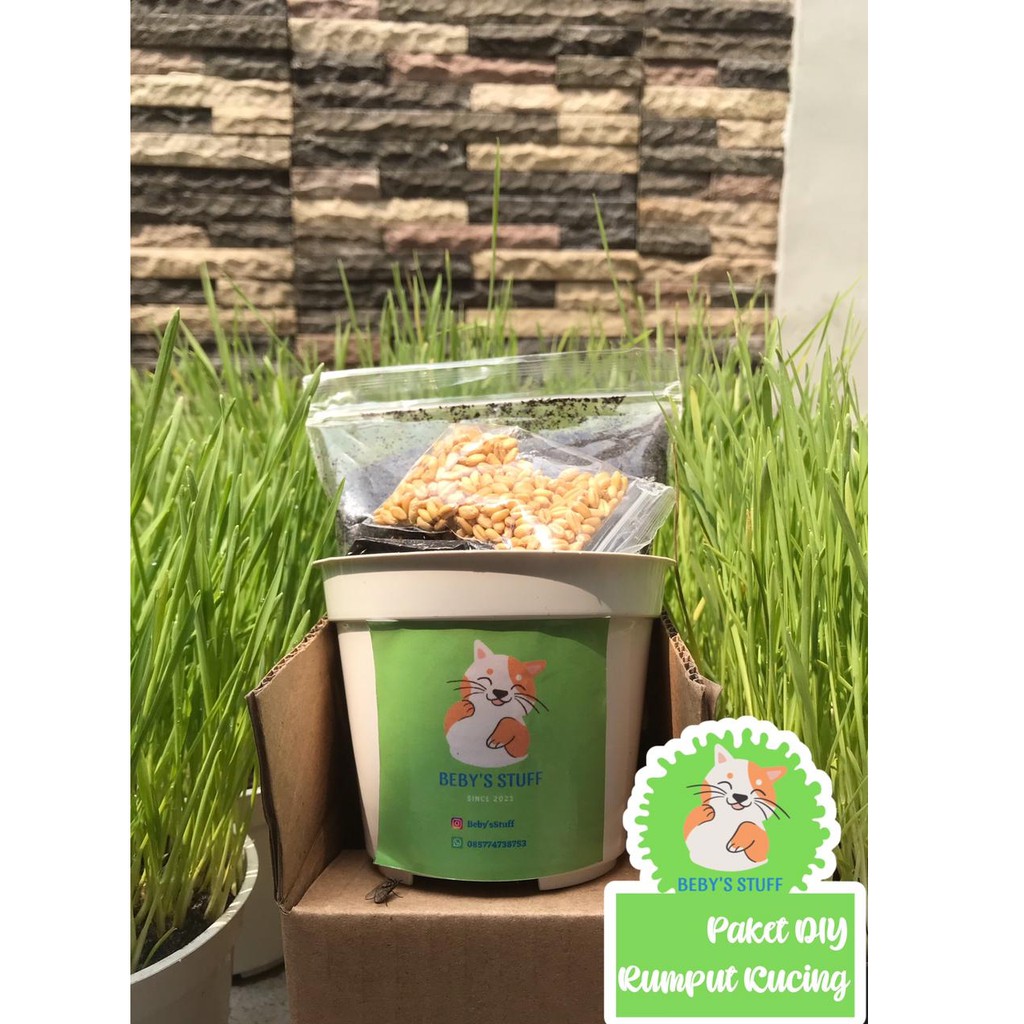 Jual PAKET DIY RUMPUT KUCING GANDUM LENGKAP SUDAH DISEMAI SIAP KONSUMSI ...