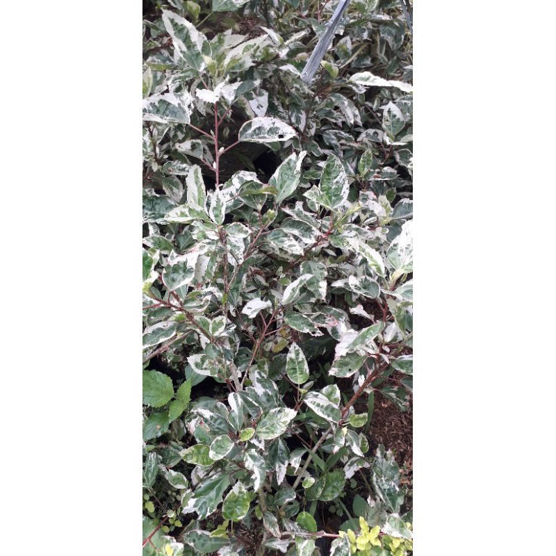 Jual Bunga Sepatu (hibiscus variegata) | Shopee Indonesia