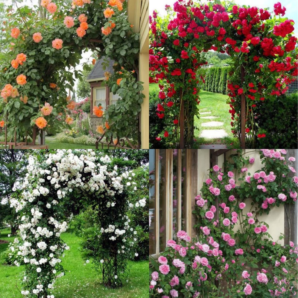 Jual Bibit Mawar Rambat/ Tanaman Mawar Rambat Climbing Rose Cantik Bisa ...