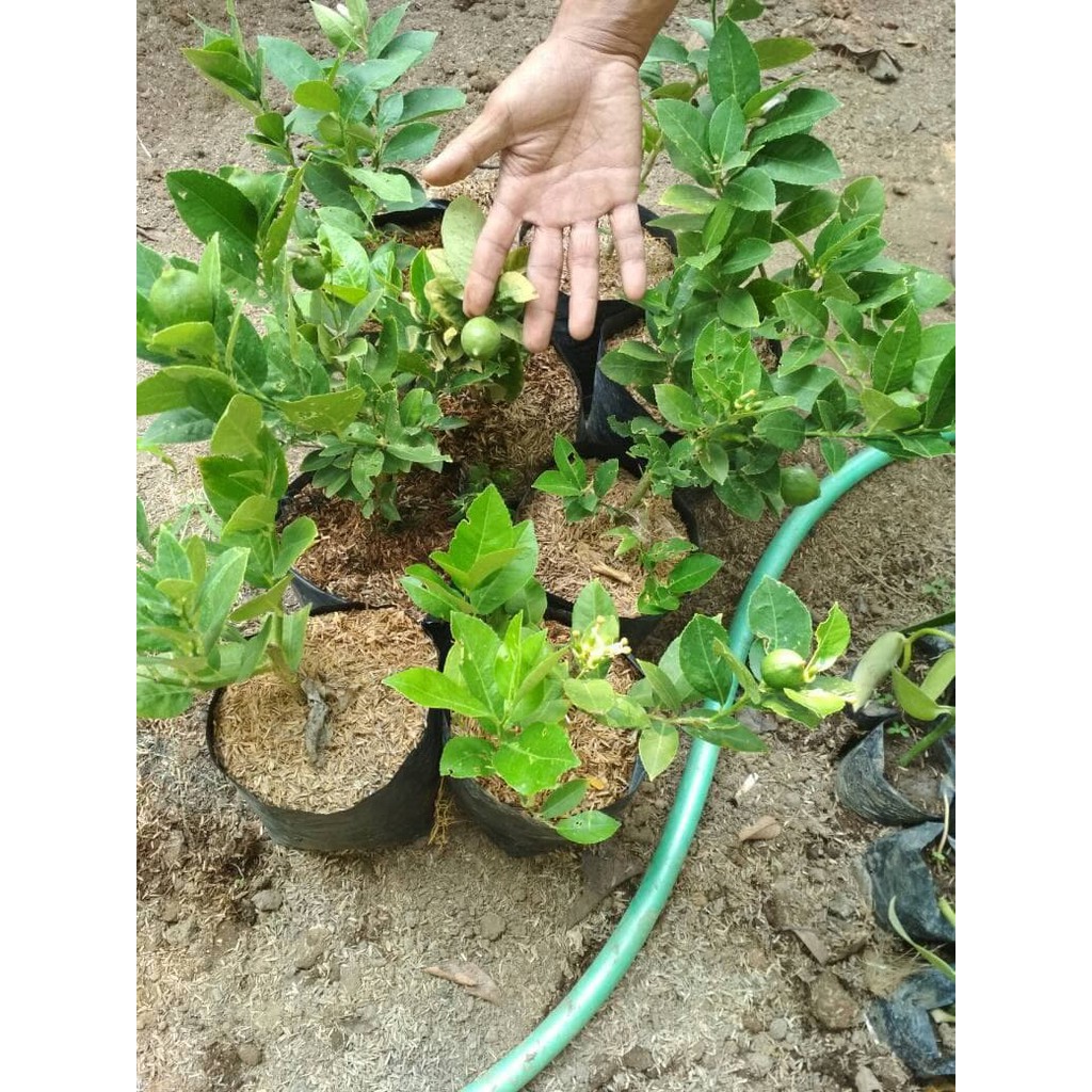 Jual Bibit Jeruk Lemon Unggulan Varietas Unggul | Shopee Indonesia