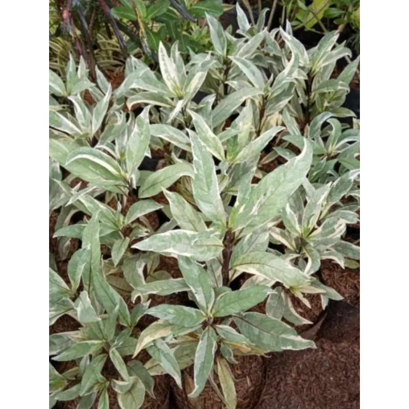 Jual pohon gandarusa varigata | Shopee Indonesia