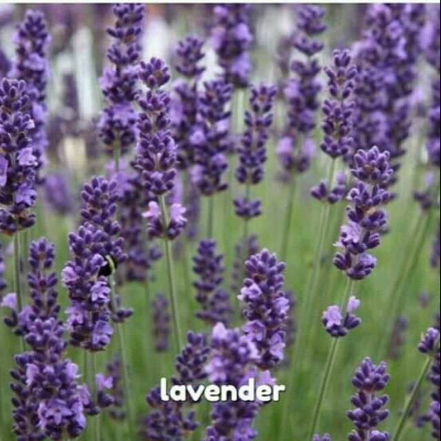 Jual Bibit lavender pengusir nyamuk ( beli 5 gratis 1) | Shopee Indonesia