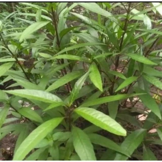 Jual tanaman gandarusa Harga Terbaik & Termurah Januari 2026 | Shopee ...