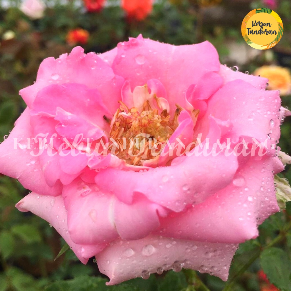 Jual Tanaman Bunga Mawar Hidup Berbunga / bunga hidup tanaman hias ...