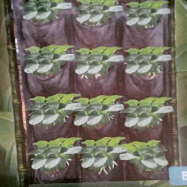 Jual Pot 15 Kantong Dinding Vertical Garden TOBS Tanaman Hias Daun ...