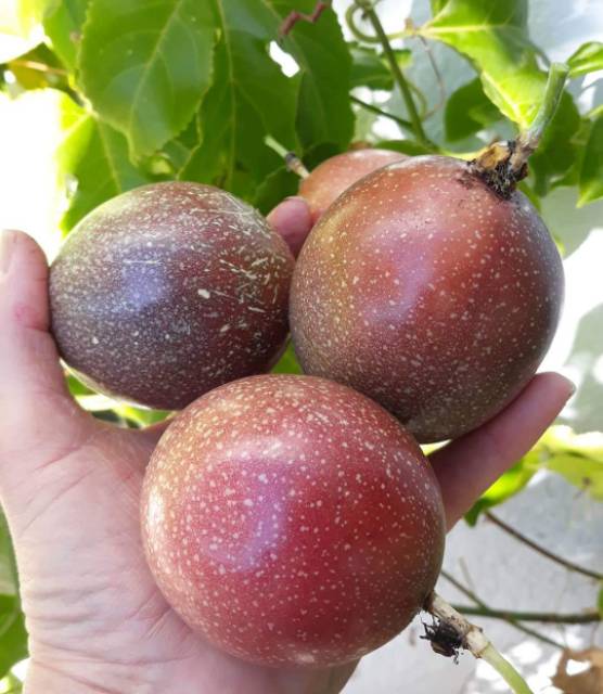 Jual isi paket 10 Biji - Benih Markisa merah RED TROPICAL, rasa asam ...