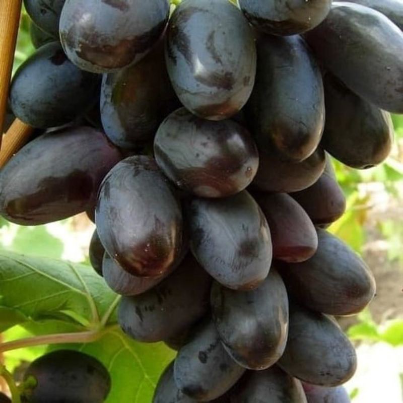 Jual ANGGUR IMPORT GIOVANNI HASIL GRAFTING CEPAT BERBUAH | Shopee Indonesia Jual ANGGUR IMPORT GIOVANNI HASIL GRAFTING CEPAT BERBUAH | Shopee Indonesia