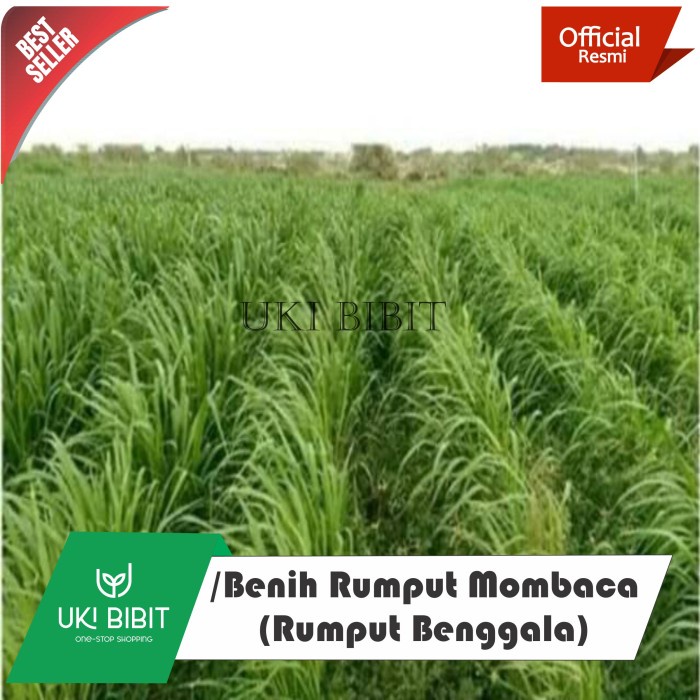 Jual NEW ( 100 Butir ) Benih Rumput Mombaca / Benggala | Shopee Indonesia