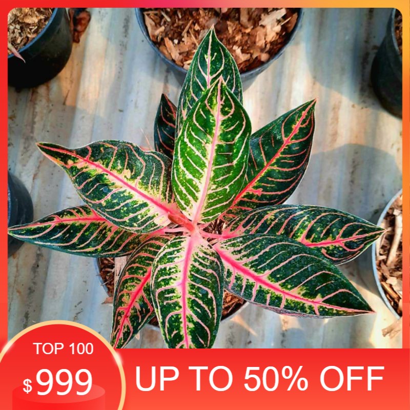 Jual AGLONEMA PRIDE OF SUMATRA HIAS AGLAONEMA RED SUMATRA TANAMAN HIAS ...