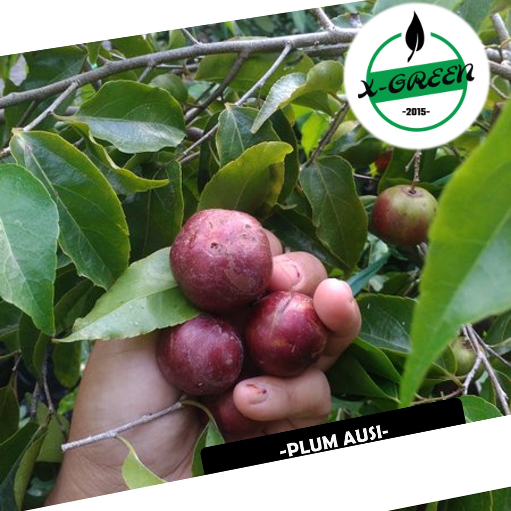 Jual Pohon Plum Ausi - (X-Green) | Shopee Indonesia