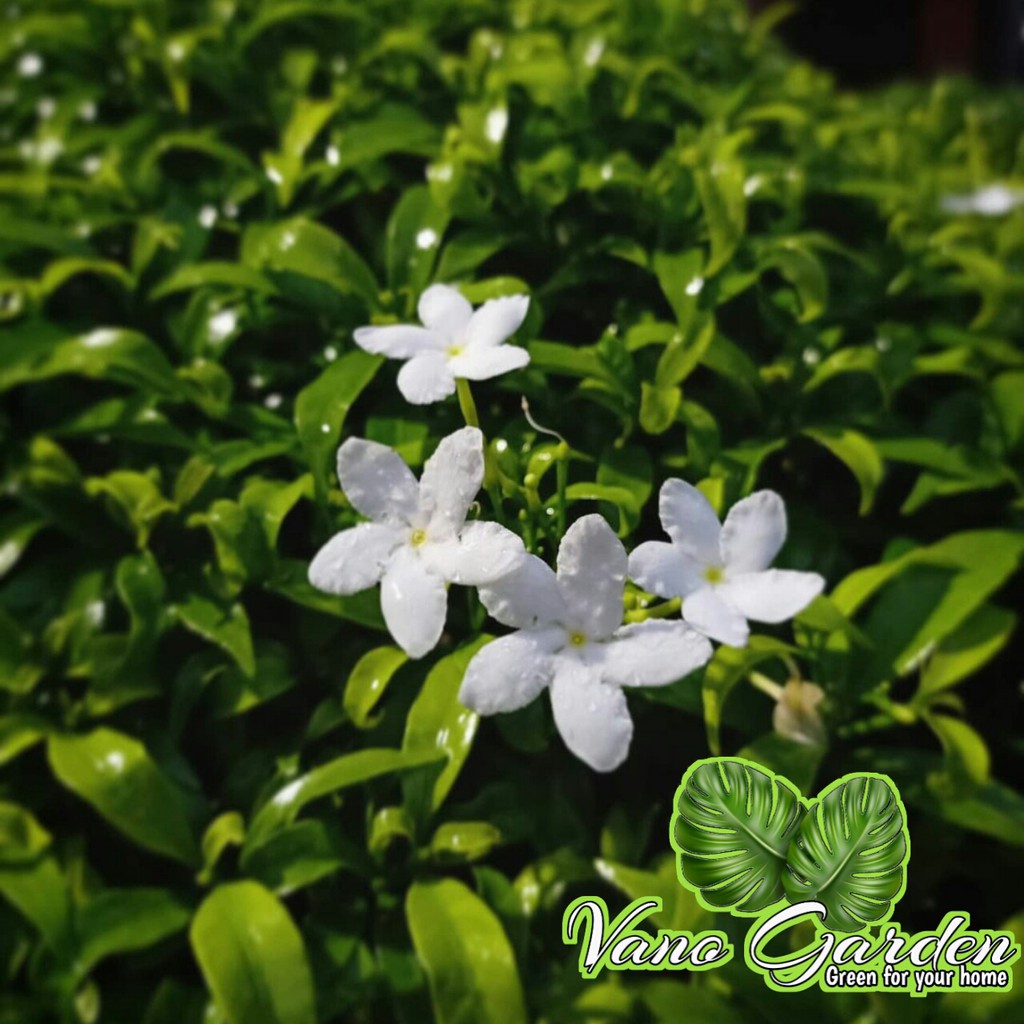 Jual bunga rombusa mini / melati mini | Shopee Indonesia