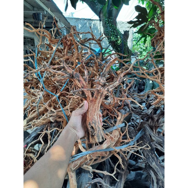 Jual Akar Rasamala Aquarium Aquascape Size XL 10 Batang | Shopee Indonesia
