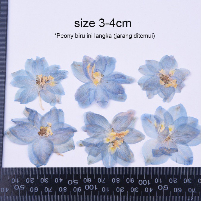 Jual Bunga Kering Peony Lakspur Dry Flower Dried Pressed Flower isi ...