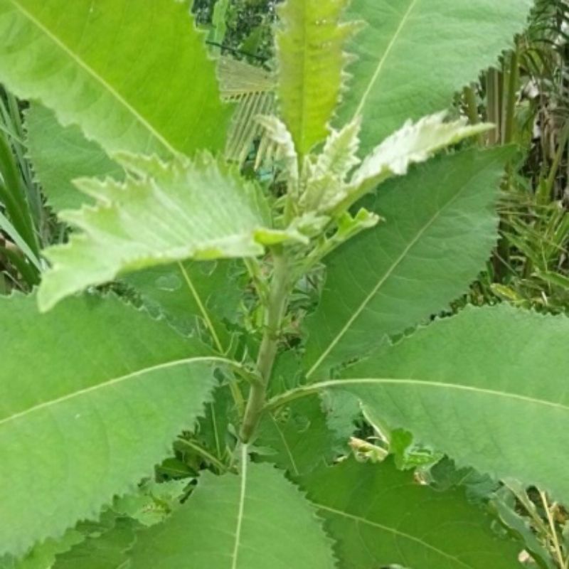 Jual jual daun sembung segar per 1 kg | Shopee Indonesia