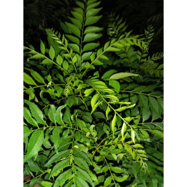 Jual Daun Kari Fhres Cut / Daun Curry 100gr /20 Helai | Shopee Indonesia