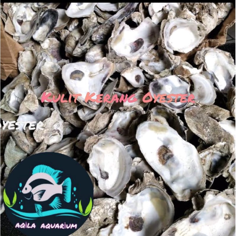 Jual Kerang oyester media filter kolam 3 kg pakai waring | Shopee Indonesia