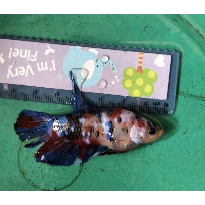 Jual GIANT Multi Galaxi Nemo BO 5+cm | Shopee Indonesia