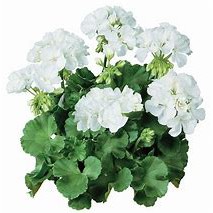 Jual Geranium Bunga Putih | Shopee Indonesia