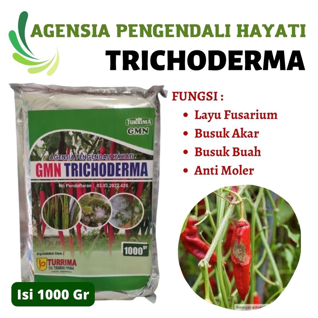 Jual Pupuk Trichoderma Tricoderma Cegah Busuk Cabai, Agensia Pengendali ...