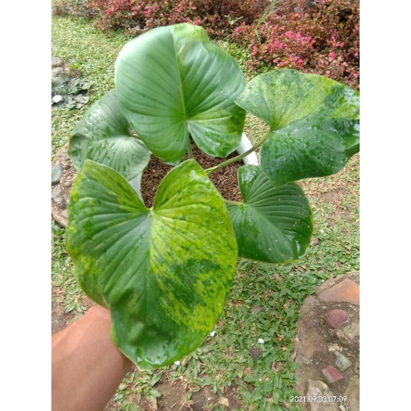 Jual homalomena variegata kuning daun bulat | Shopee Indonesia