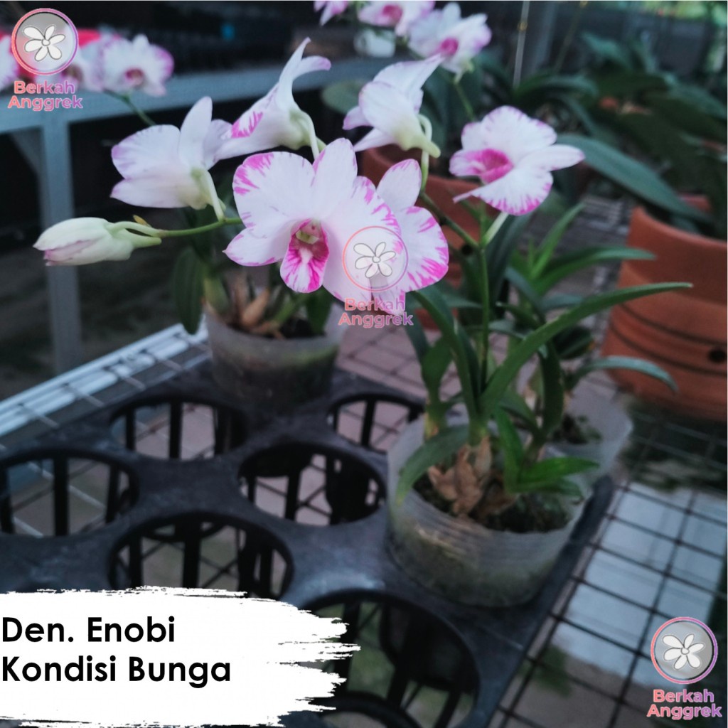 Jual Anggrek Enobi Hybrid Kondisi Bunga | Shopee Indonesia
