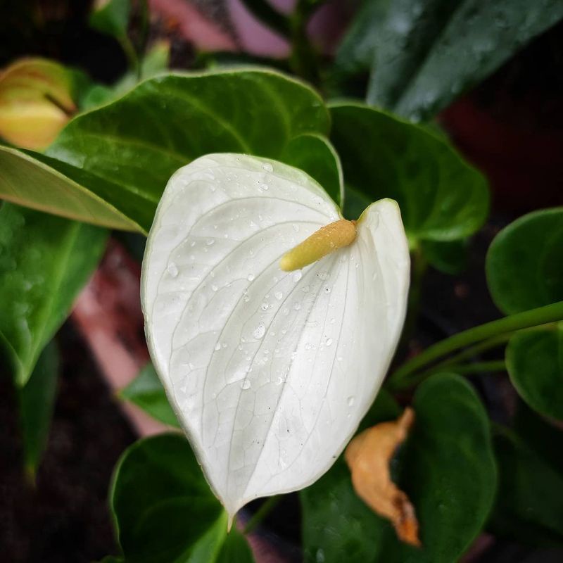 Jual Anturium mickey mouse putih / anturium miki mose miky mos mosse ...