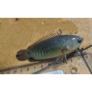 Jual Ikan Betok Terlengkap & Harga Terbaru Maret 2026 | Shopee Indonesia