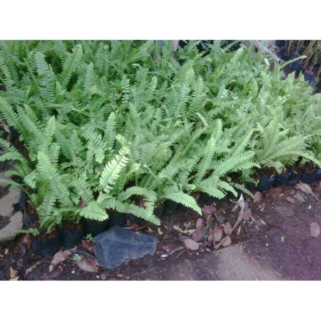 Jual Tanaman Pakis Kelabang / Nephrolepis Cordifolia / Paku Gunung ...
