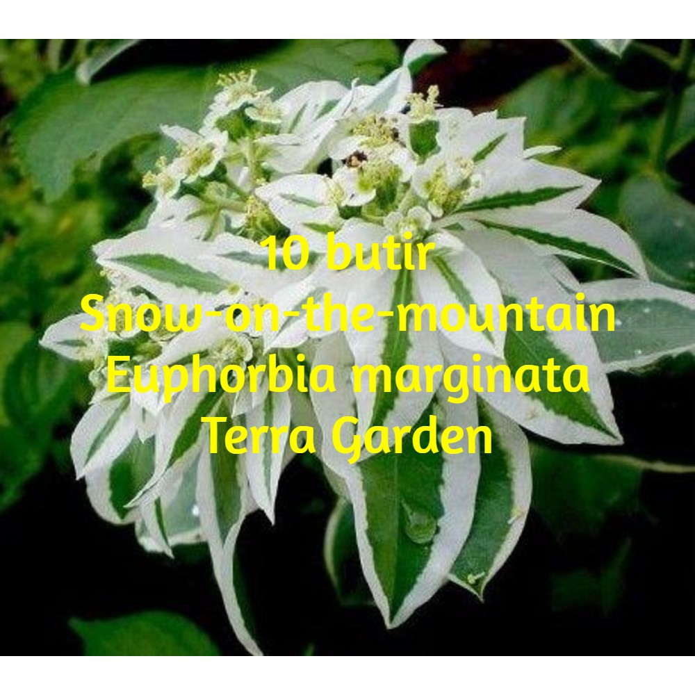 Jual Biji Benih Bunga Snow on the Mountain Euphorbia marginata 20 seeds ...