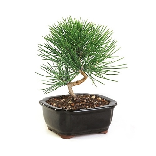 Jual Seed Entrepreneur Bibit Benih Pinus Hitam - 1 Butir | Shopee Indonesia