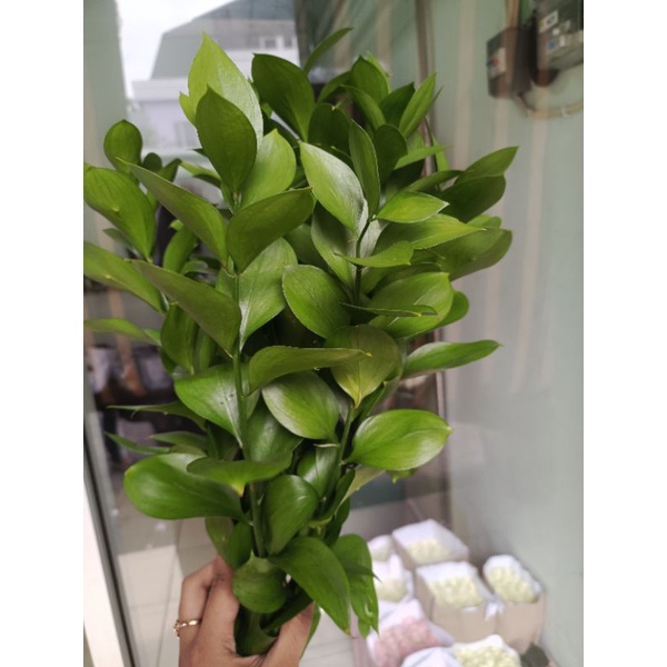 Jual Daun Ruskus segar | Shopee Indonesia